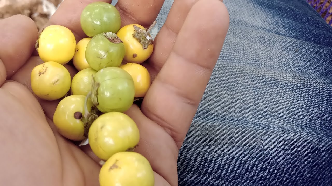 Nanches de cerro | subimos al cerro del Brasil - YouTube