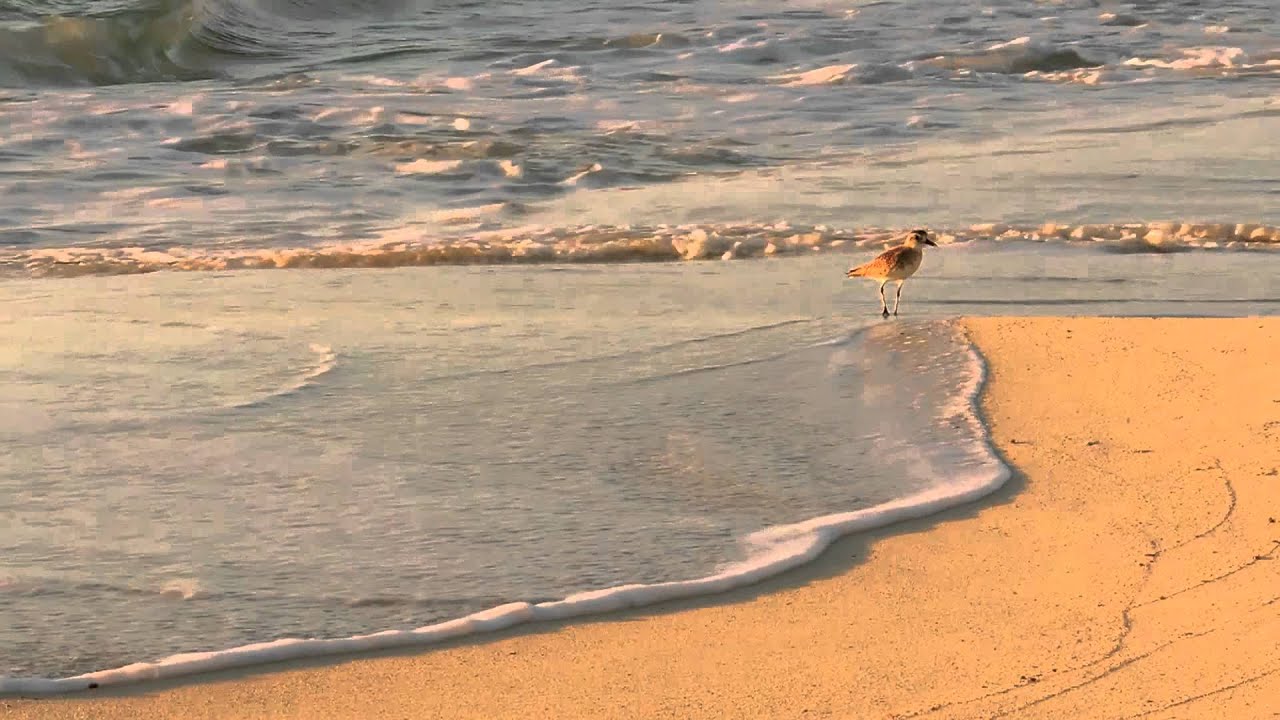 #3745, Aves en la playa [Efecto], Animales y naturaleza - YouTube