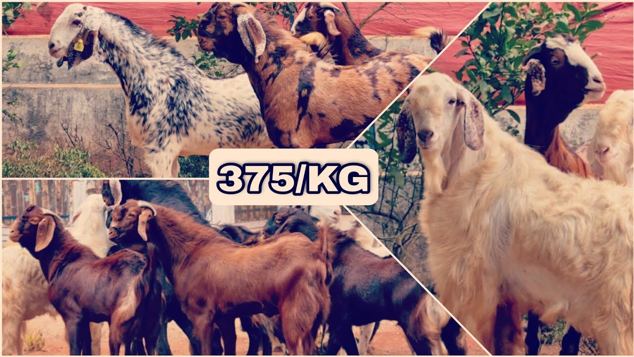 Andul & Khassi Goats 375/KG at Raees Goat Farm | Free Delivery to ...
