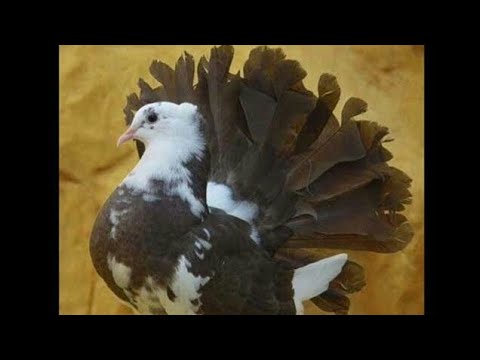 Lakwa kabootar in Pakistan -beautiful kabootar 2020 | Zahid iqbal jee ...