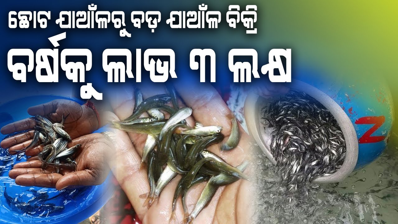 ଛୋଟ ଯାଆଁଳକୁ ବଡ଼ ଯାଆଁଳ କରି ବର୍ଷକୁ ୩ ଲକ୍ଷ ଲାଭ || Fish farming in Odisha ...