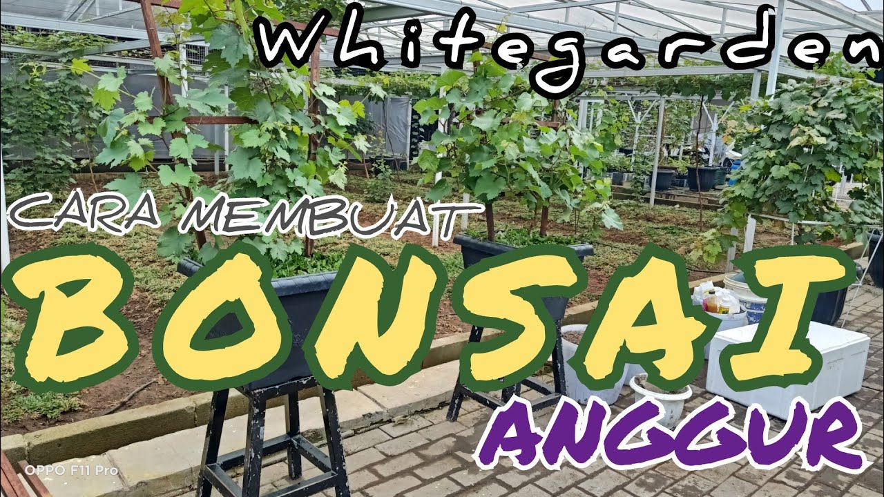 CARA MEMBUAT BONSAI dari POHON ANGGUR DI WHITE GARDEN - YouTube
