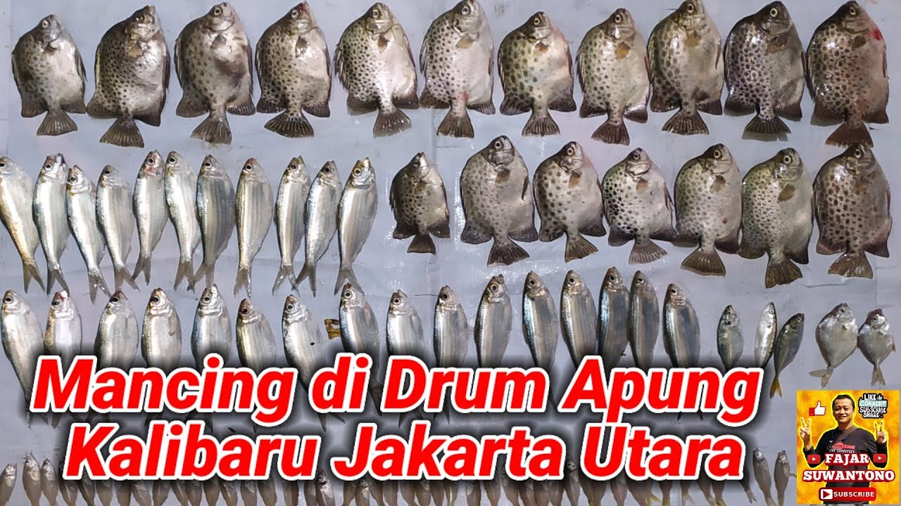 Sarang Ketang-ketang ada disini!!! Mancing di Drum Apung Kalibaru - YouTube