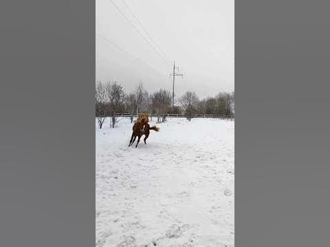 КОНЬ ПОПРЫГУН😂🐎 Магистр кадр #short #shorts #shortsvideo #лошади # ...