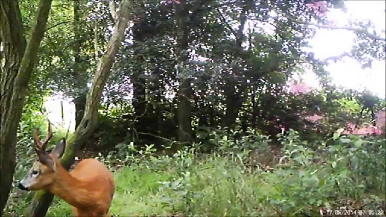 Wildcamera 7: Reebok ongelijke zesender en Reegeit - YouTube