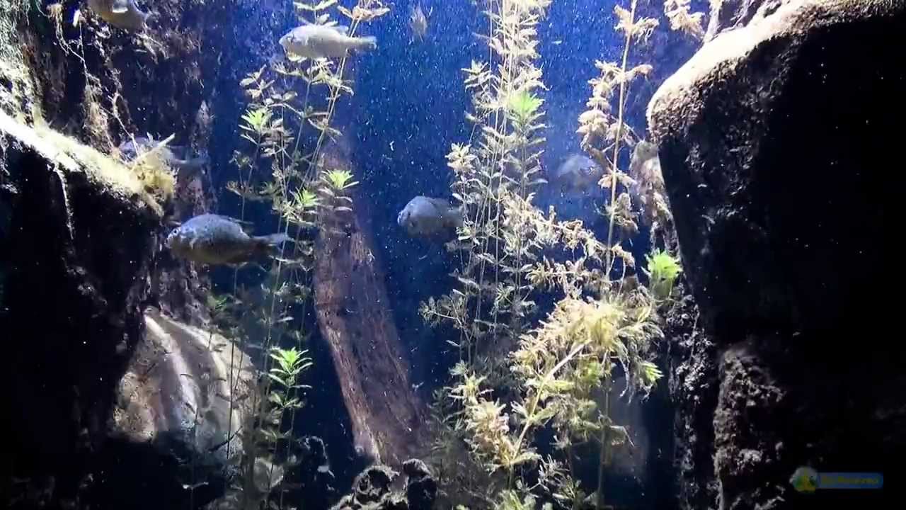 TV Aquarium - European Fish Tank (pumpkinseed) - YouTube