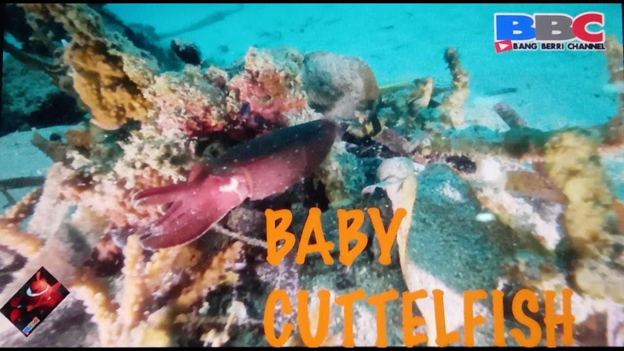 Baby Cuttlefish - YouTube