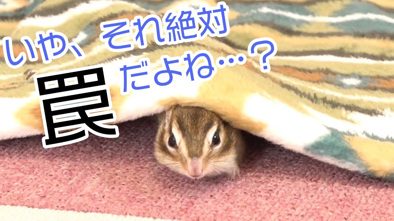 怖がりなシマリス/Scary chipmunk... - YouTube