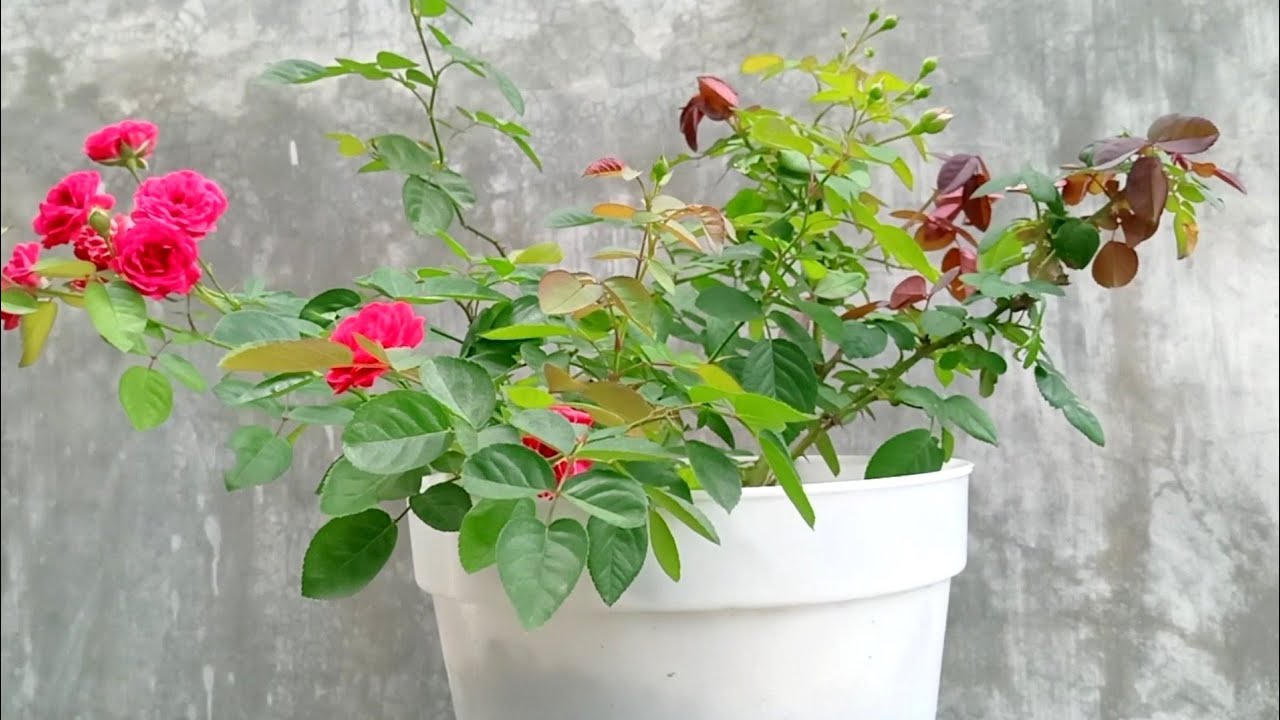 How to Grow Roses From Cutting, How To Grow Callisia Repent Flower From ...