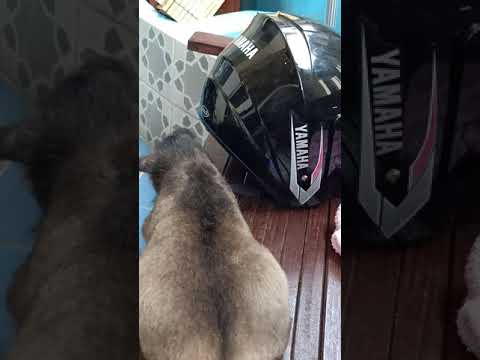 baby musang bulan super gendut..😁