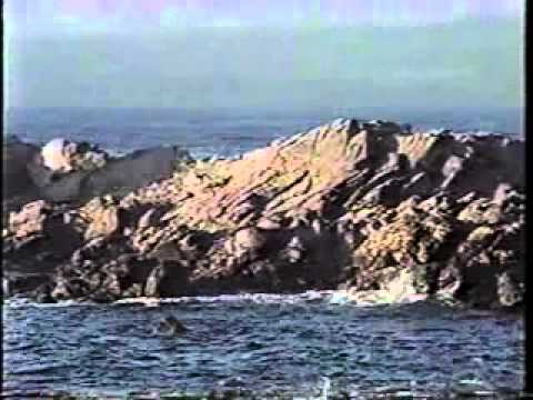 La Zona Intermareal - YouTube