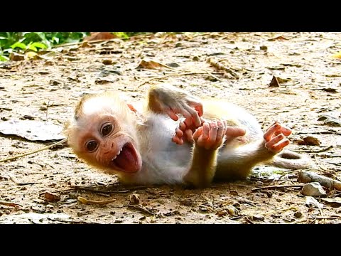 My God! Poor Baby Monkey Seizure Tantrum Crying Because Angry Mum Left ...