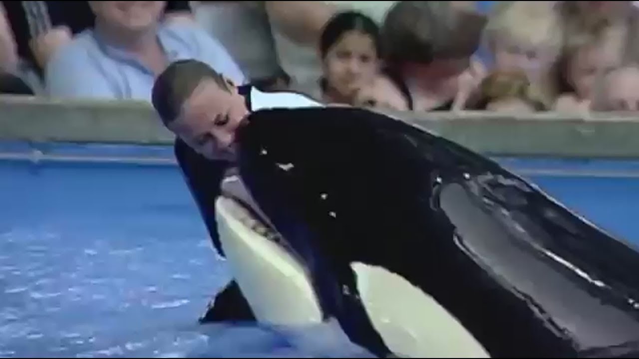 Believe - The Complete - Shamu Show at Sea World - Killer Whales Show ...