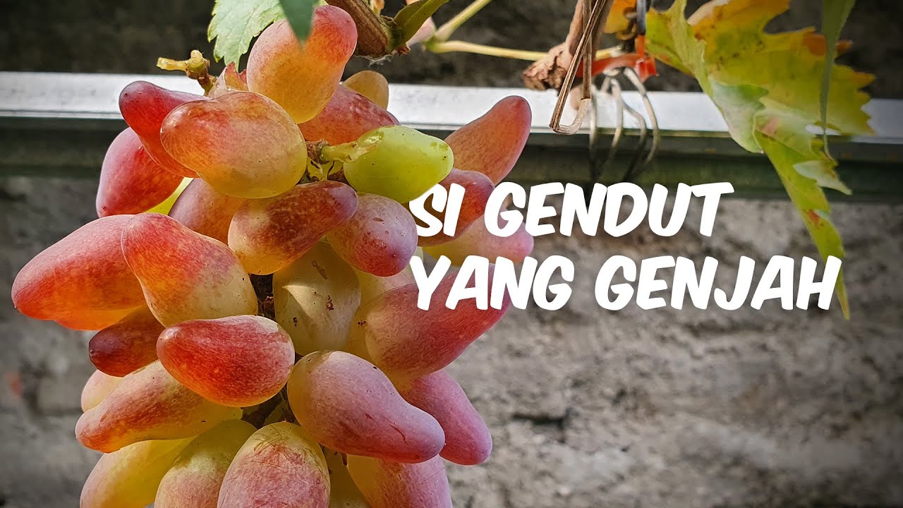 Review Rasa Anggur Import Flamenco/ Flamenco Imported table grape Taste ...