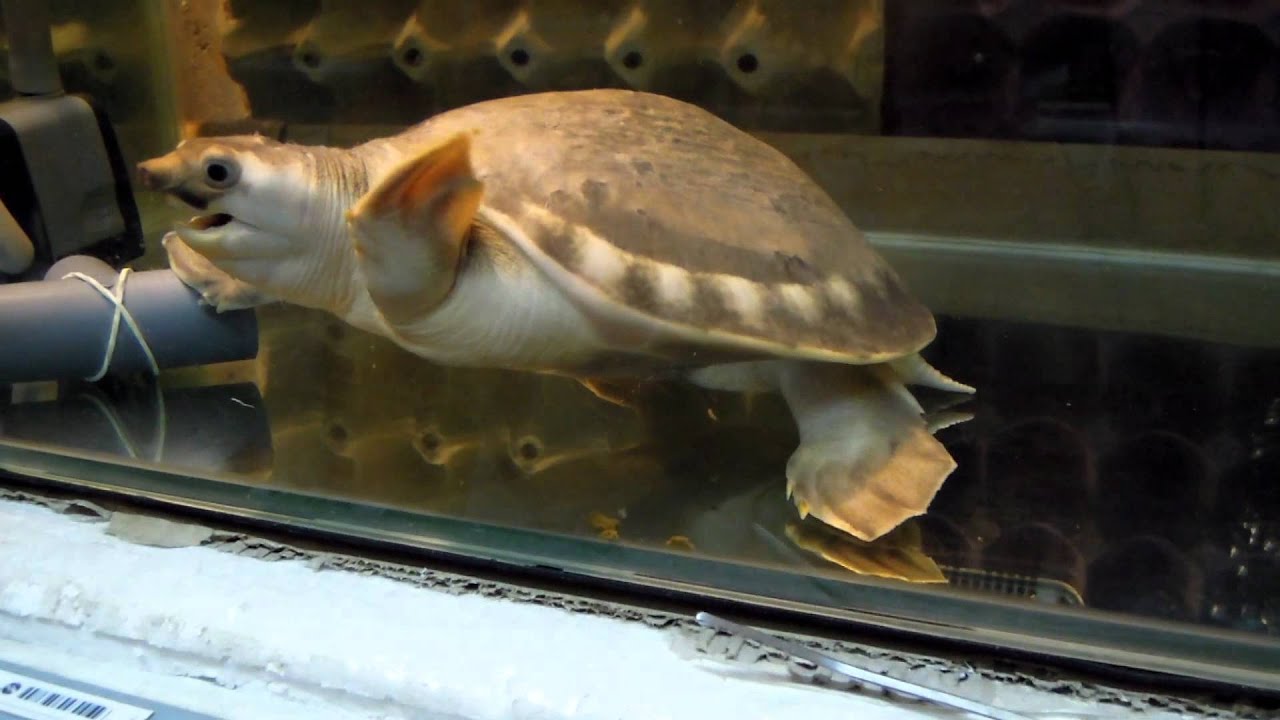 Fly River Turtle FRT Pig nosed Turtle 飛河龜 豬鼻龜 スッポンモドキ - YouTube