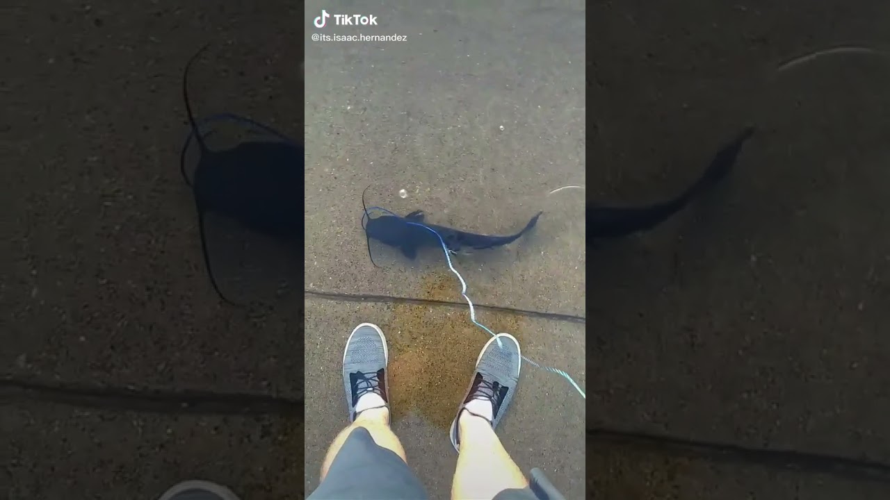 Taking A Fish For A Walk - YouTube