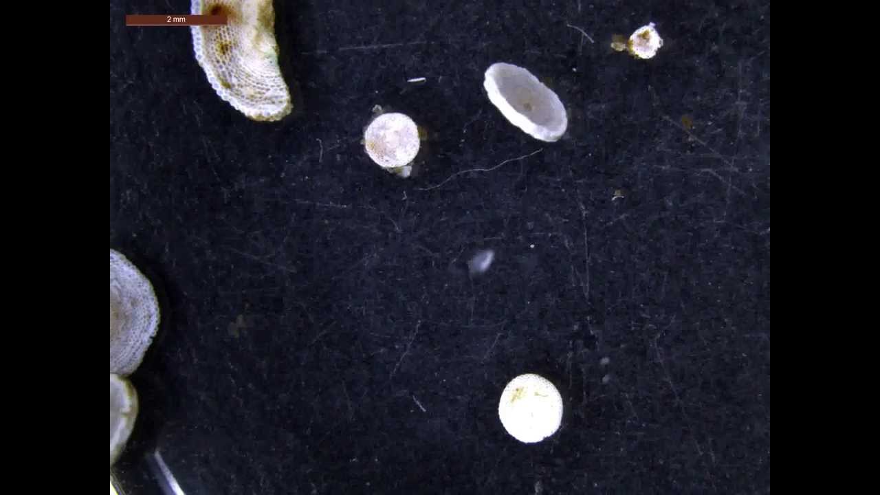 Sorites orbiculus time lapse - YouTube
