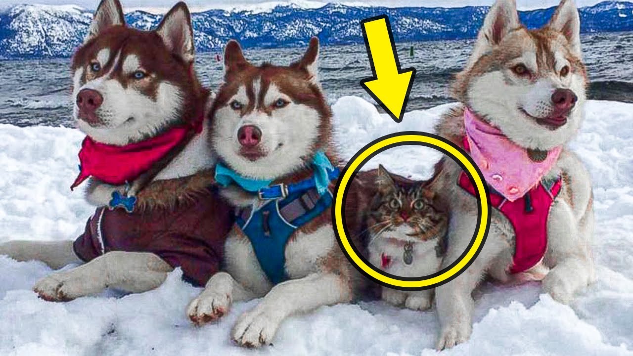 A Husky Dog Raises A Starving Kitten This Is So Heart Warming - YouTube