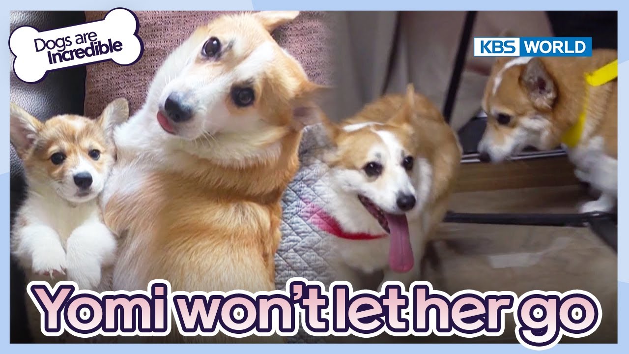 Yomi won't let Bomi go🐶 [Dogs are incredible : EP.181-1] | KBS WORLD TV ...