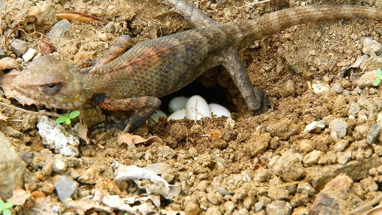 Miracle of Birth: Garden Lizard's Egg Laying in Close-up - YouTube