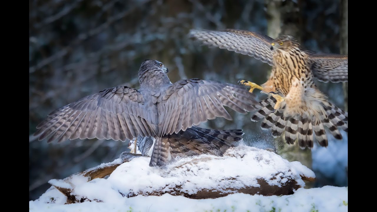 Pro Capture from Olympus - YouTube