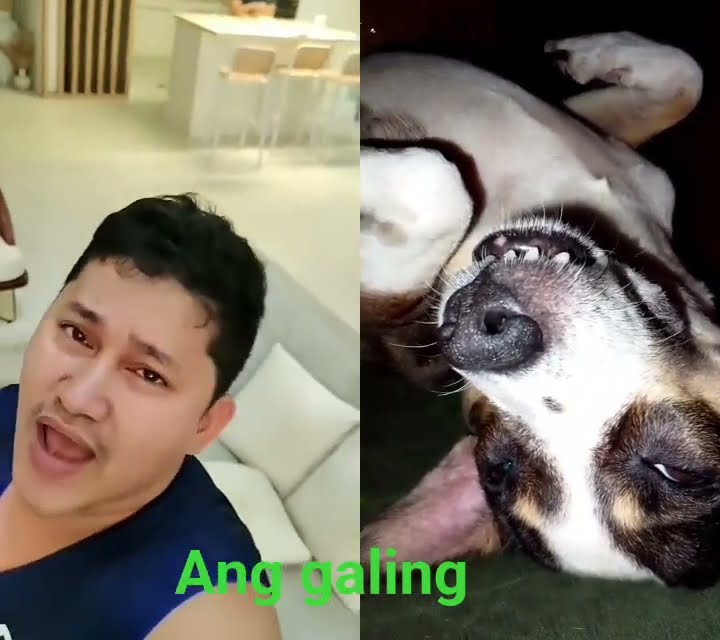 Ang cute #cutedog #dogshorts #funny #proudfurmom #plslikesubscribe ...