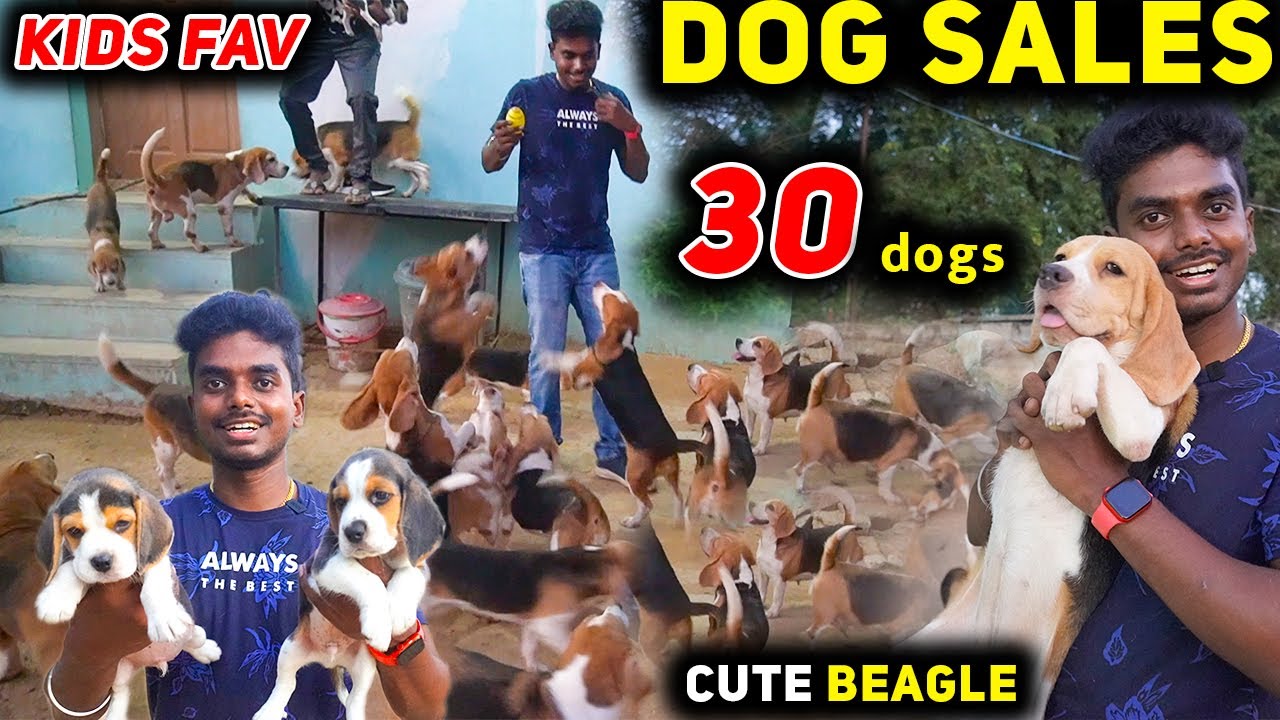 Dogs For Sales | STRESS FREE | Beagle Dogs | Puppy Sales | Delivery ...