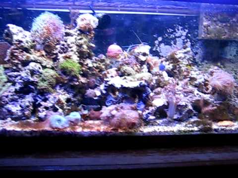 Andys 30 gallon reef tank - YouTube
