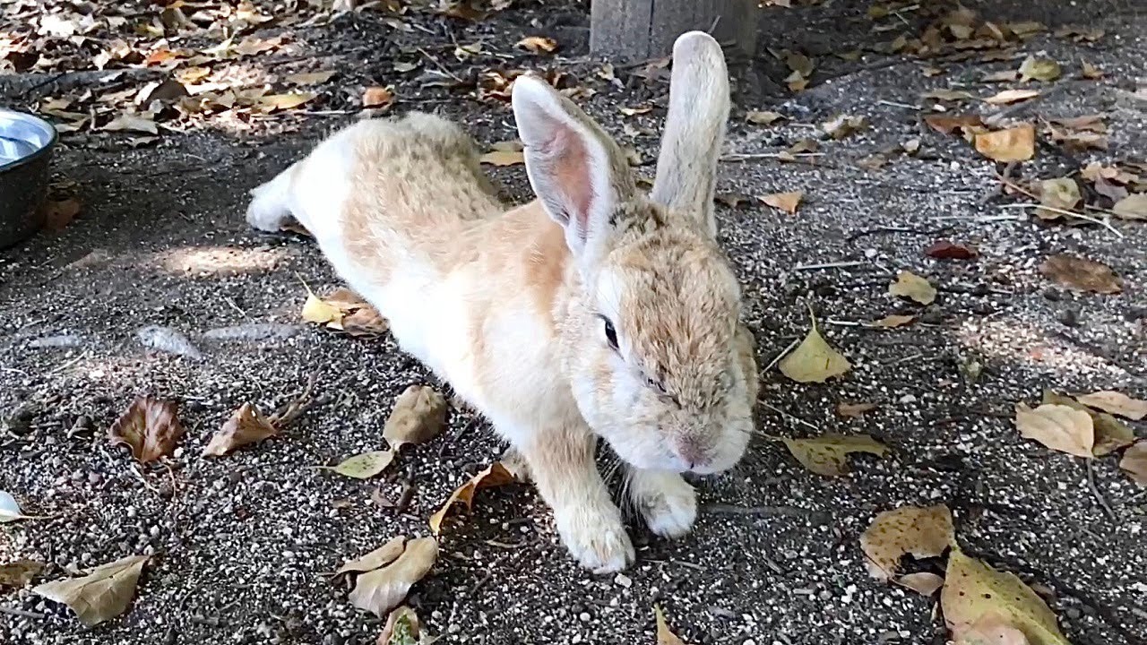 Rabbit is stretching. - YouTube