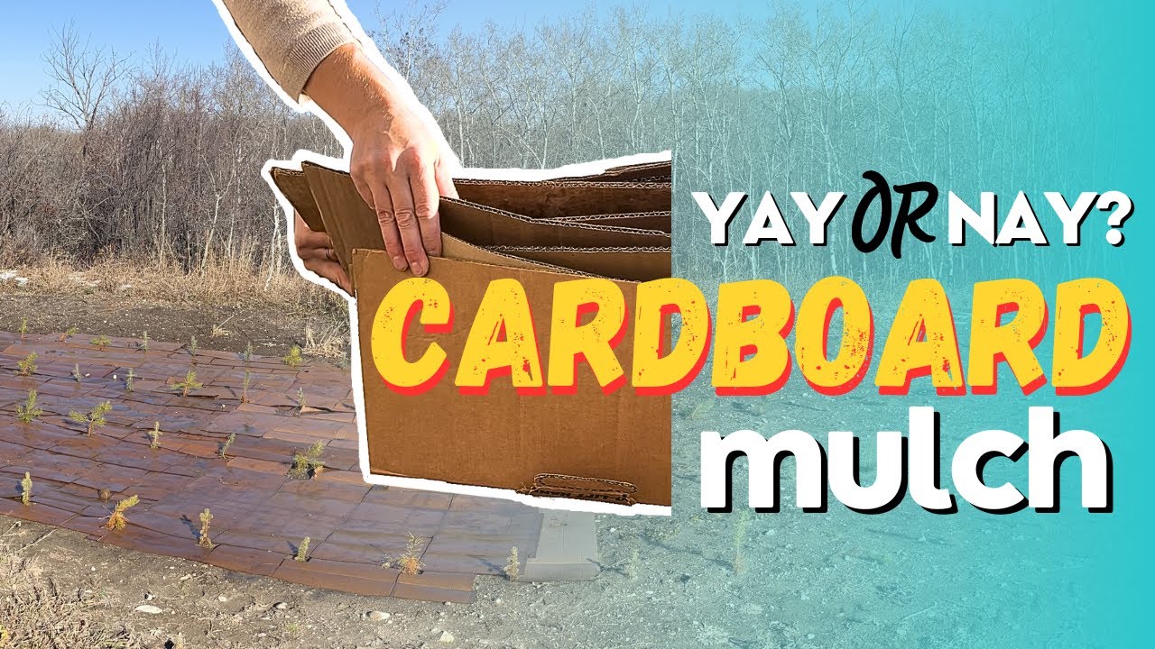 Cardboard Mulching 101: Is It Worth the Hype? - YouTube
