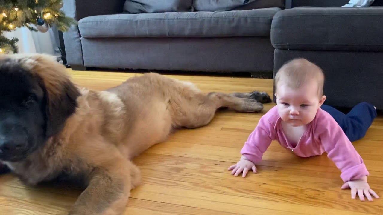 Tummy time training | Leonberger puppy & baby - YouTube