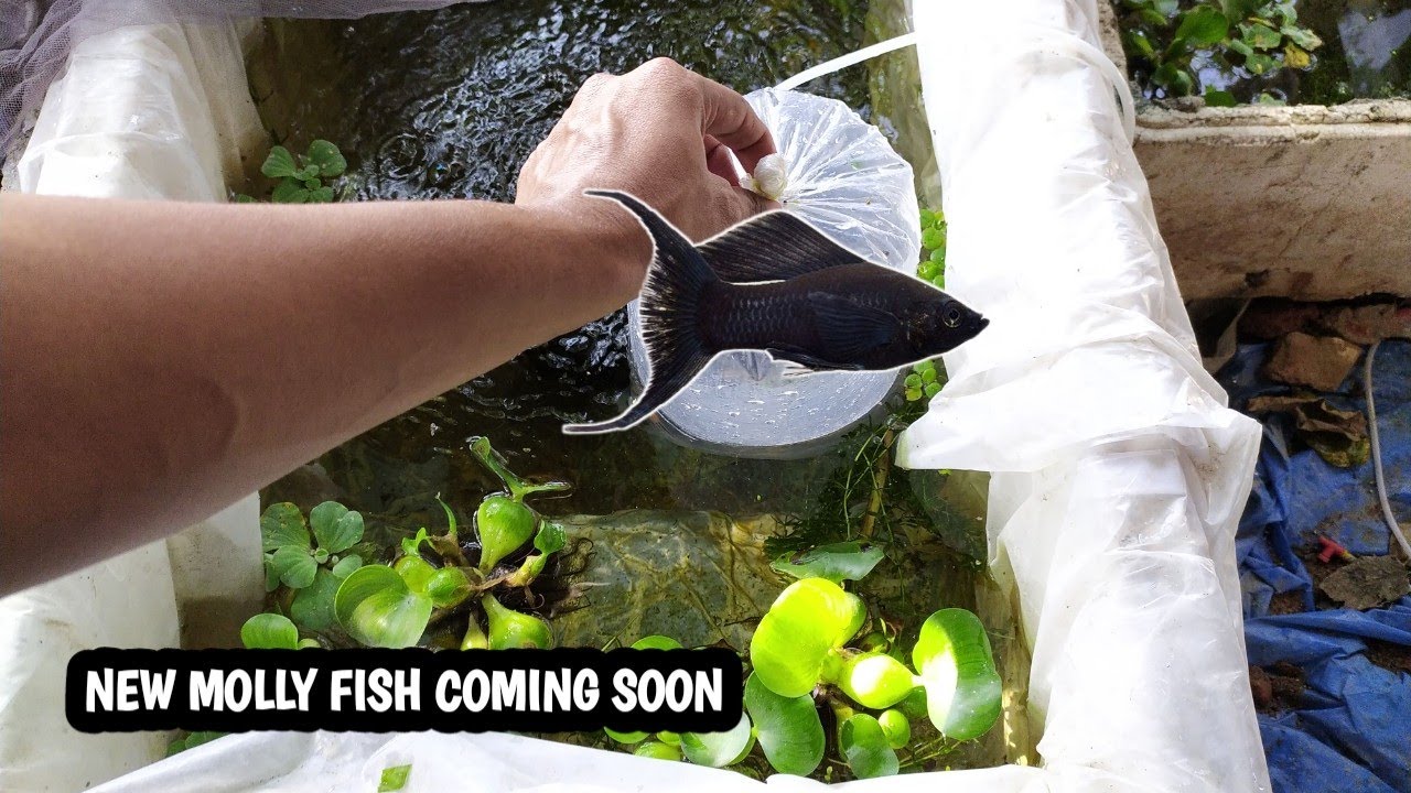 New Molly Fish Buy||Breeding Setup Ready For Molly Fish || Molly Fish ...