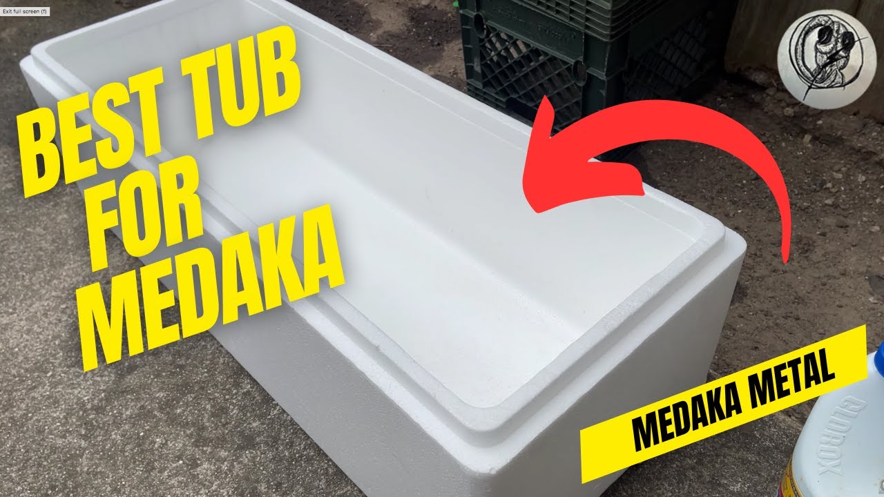 【MEDAKA】Can this be the Best Medaka Ricefish Tub?【メダカ】【RiceFish】 - YouTube