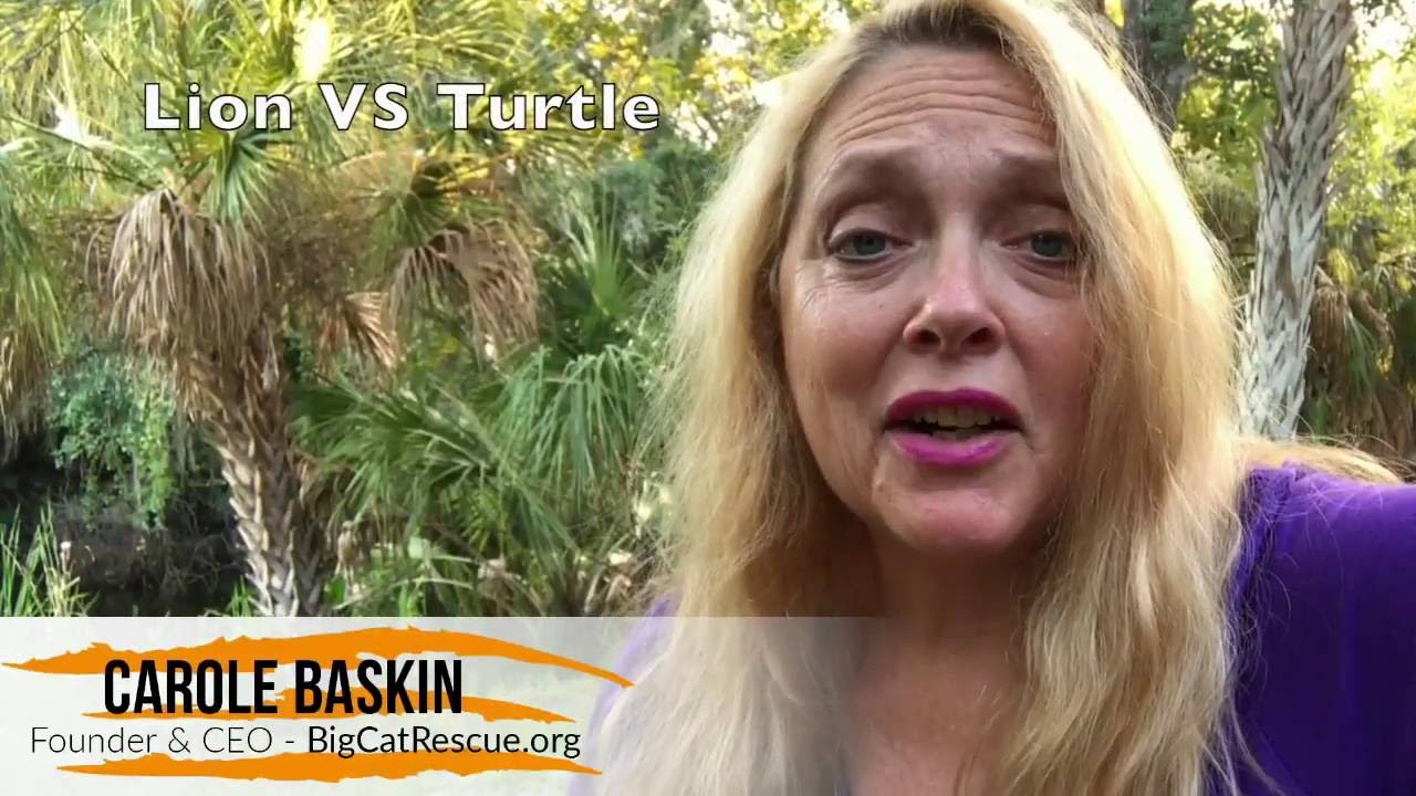 Lion VS Turtle 2016 PART 1 of 7 - YouTube