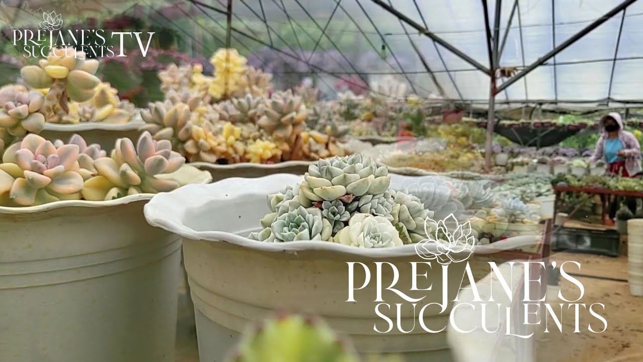 Prejane's Succulents point of view - YouTube