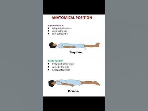 SUPINE POSITION VS PRONE POSITION #anatomy #anatomicalposition #medical #medicallectures #viral ...