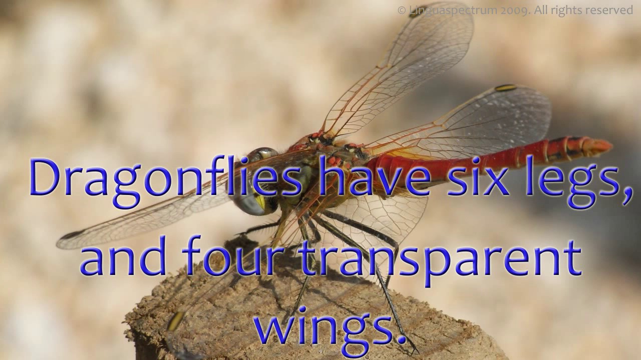 British English Vocabulary of the Dragonfly - Learn English - Photo ...