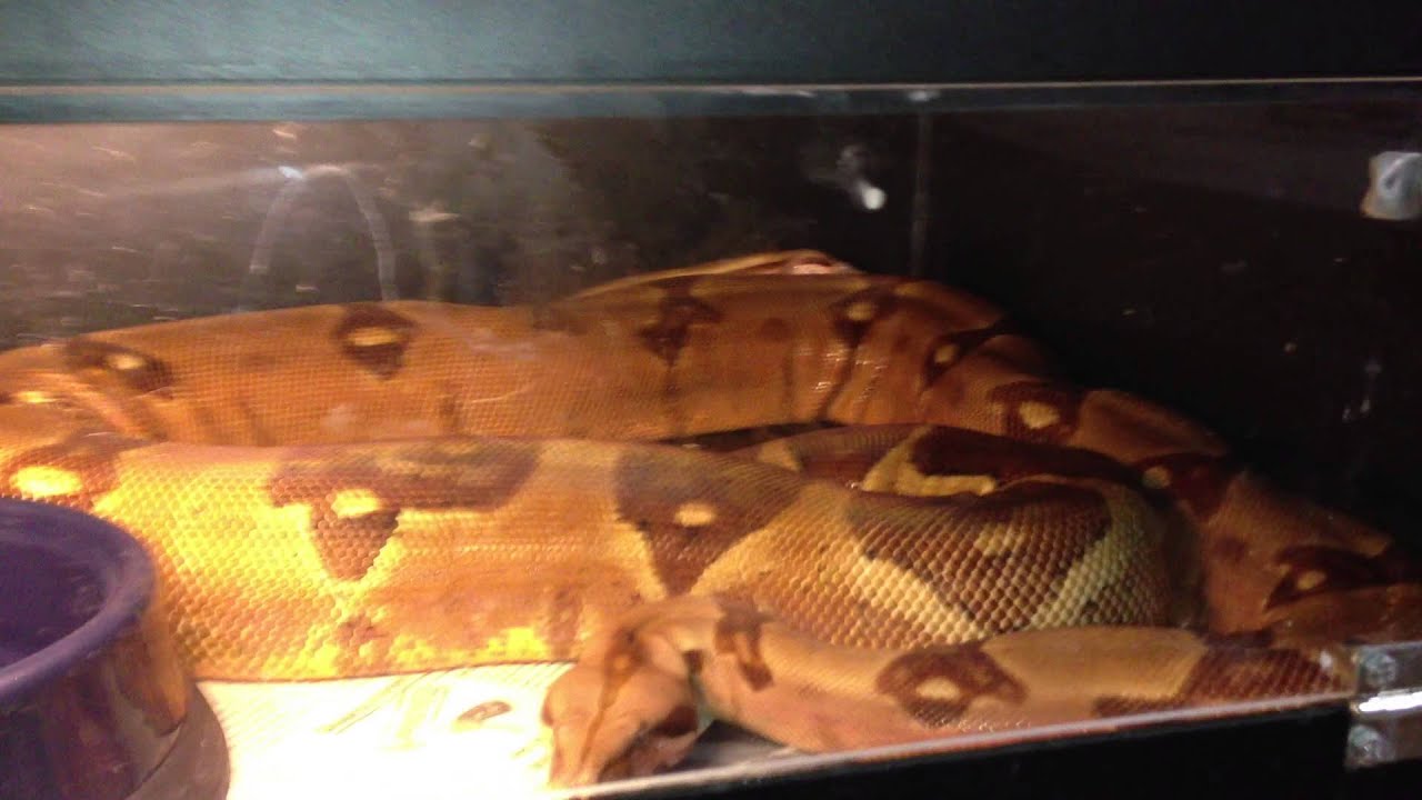 Boa Breeding Season 2012-2013 Begins!! *Read Description* - YouTube