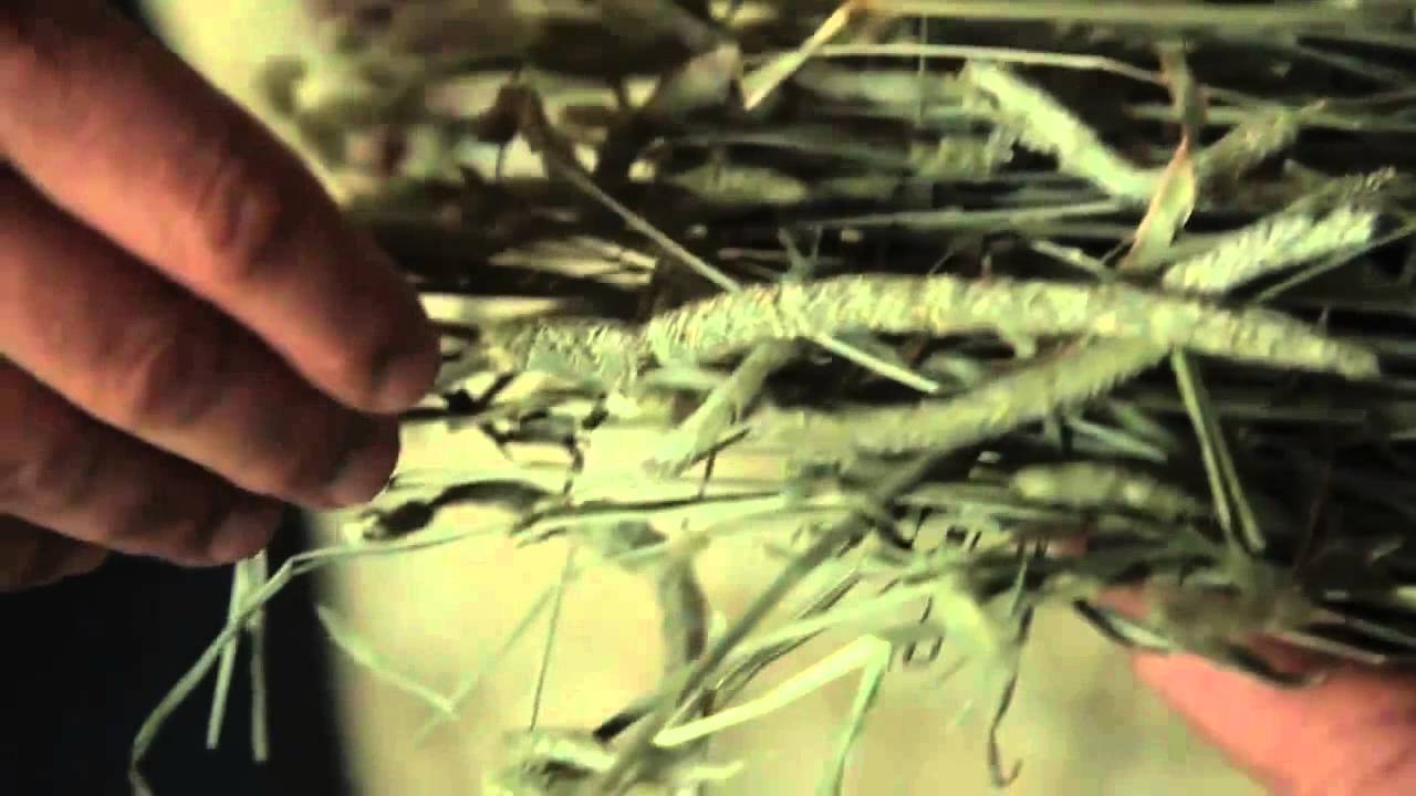 Anderson Hay & Grain featured in WA State Department of Commerce Video ...