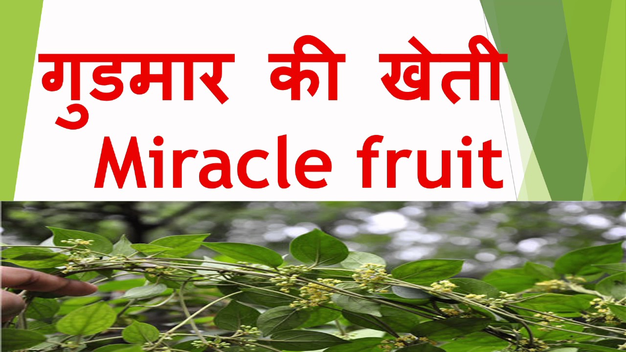 गुड़मार की खेती मधुनाशिनी madhunashini gurmar Gymnema sylvestre - YouTube