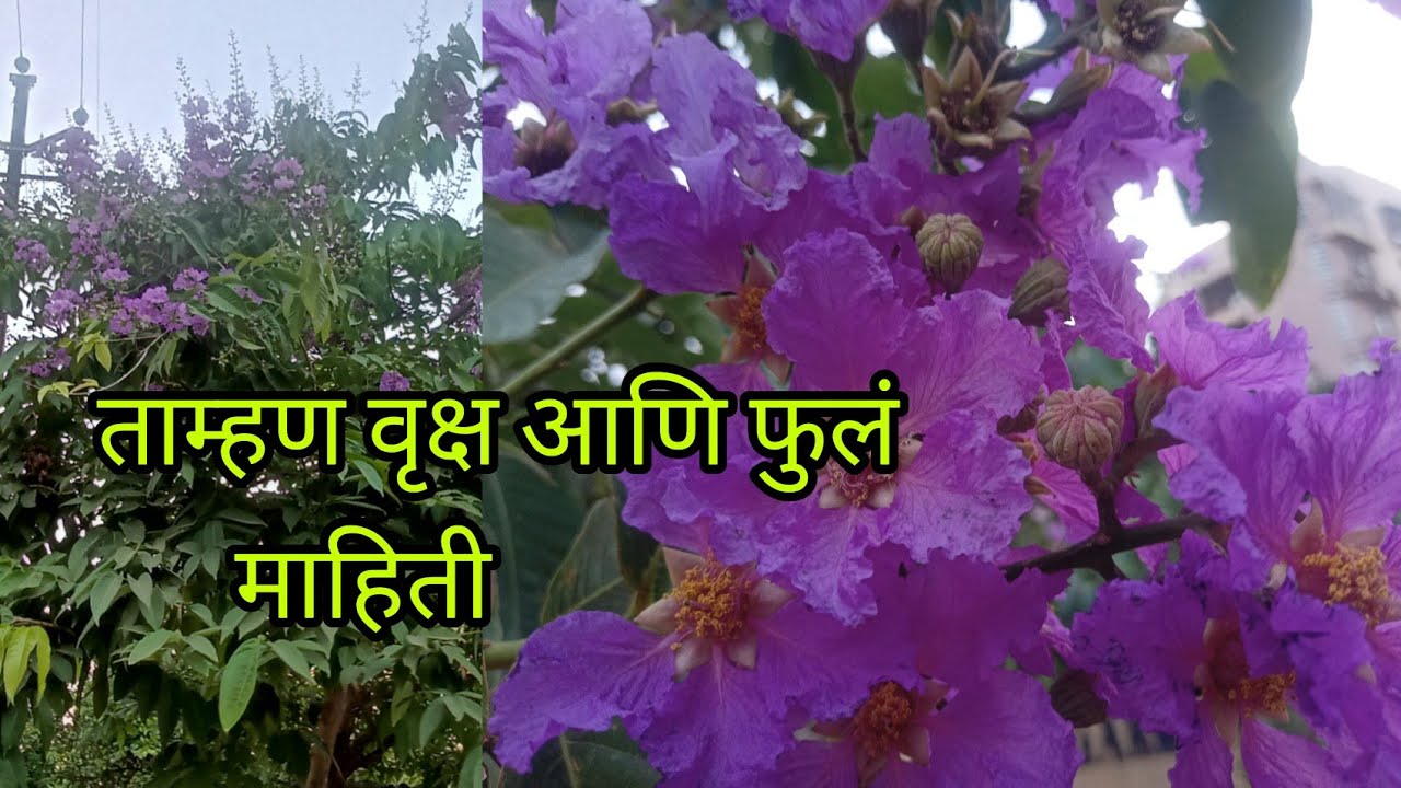 महाराष्ट्राचे राज्य पुष्प ताम्हण माहिती|ताम्हण वृक्ष|tamhan tree|tamhan ...