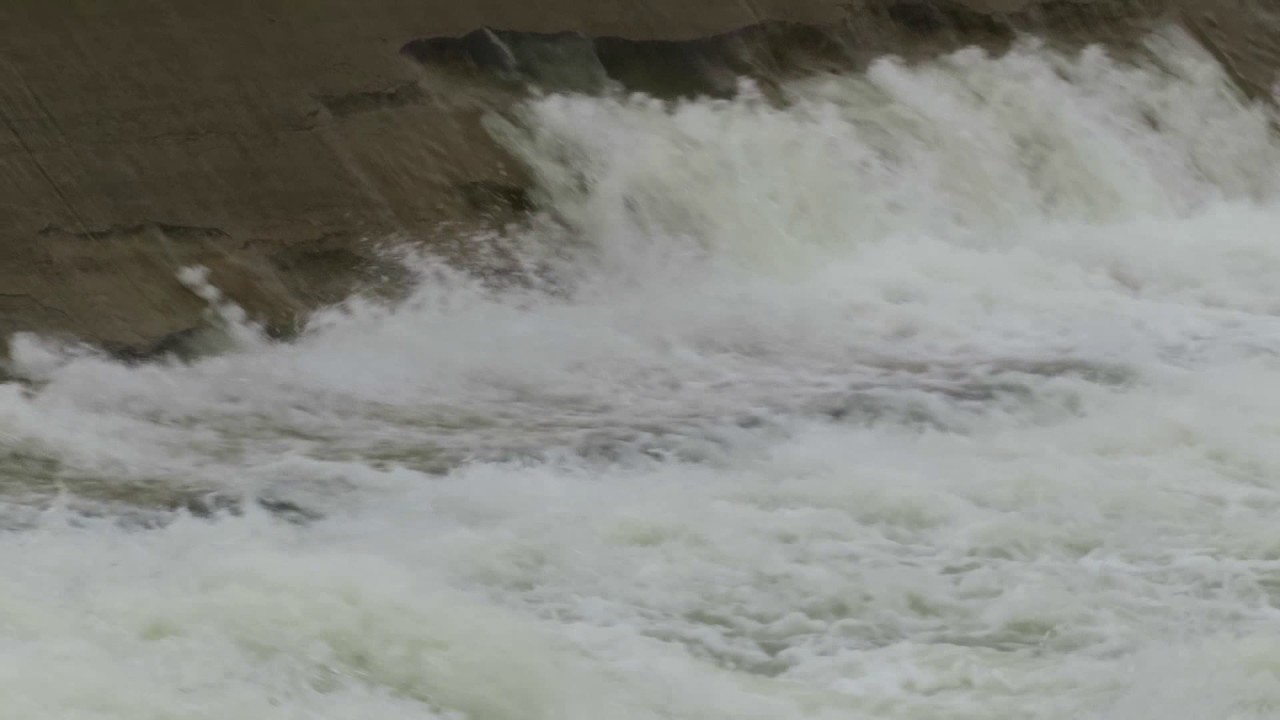 Steelhead migration Saugeen River Walkerton - YouTube
