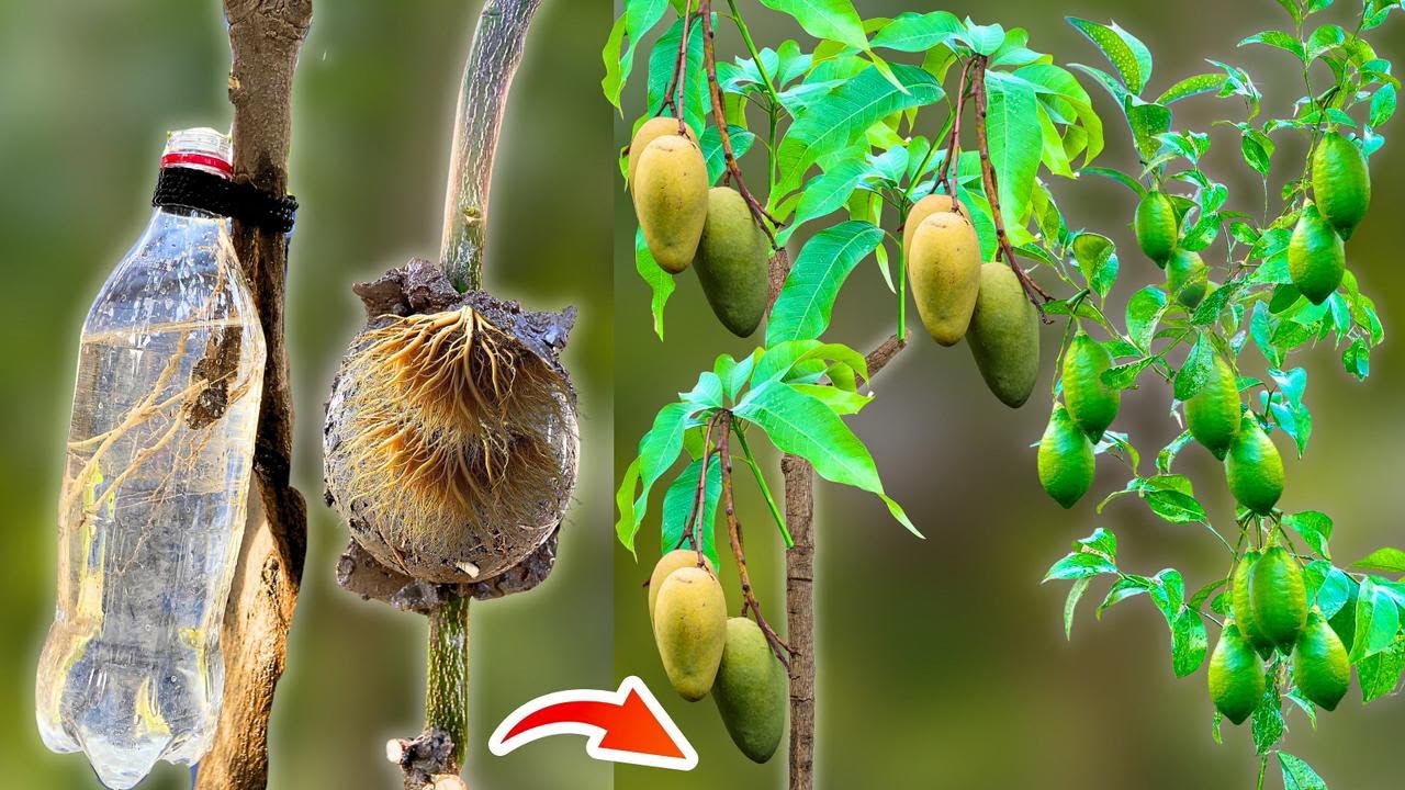 How To Air Layering Mango and Lemon Trees - YouTube