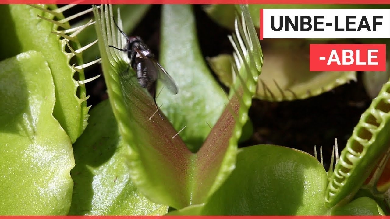 Fly trapped by Venus flytrap in slow motion | SWNS TV - YouTube