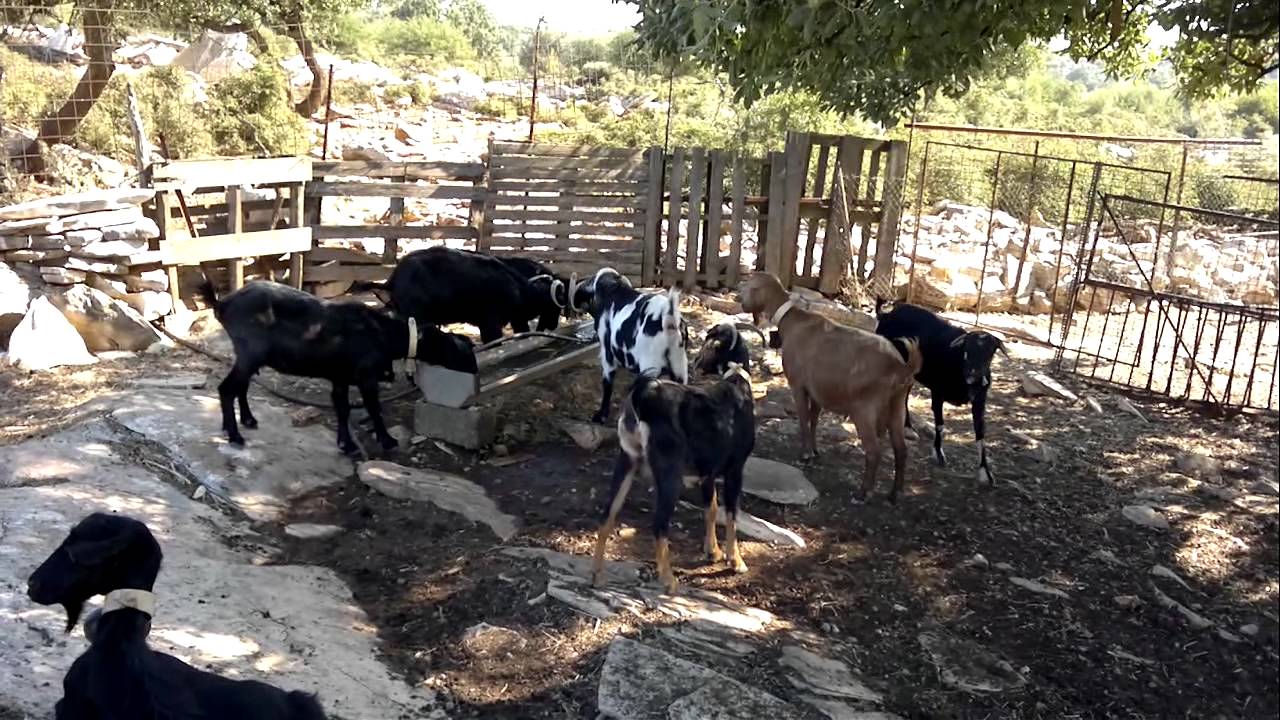 ΤΑ ΓΙΔΙΑ ΤΟΥ ΚΩΣΤΑ - YouTube