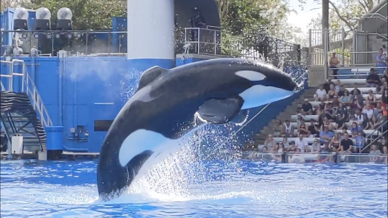 Makaio's Salute Bow (2/23/23) - YouTube