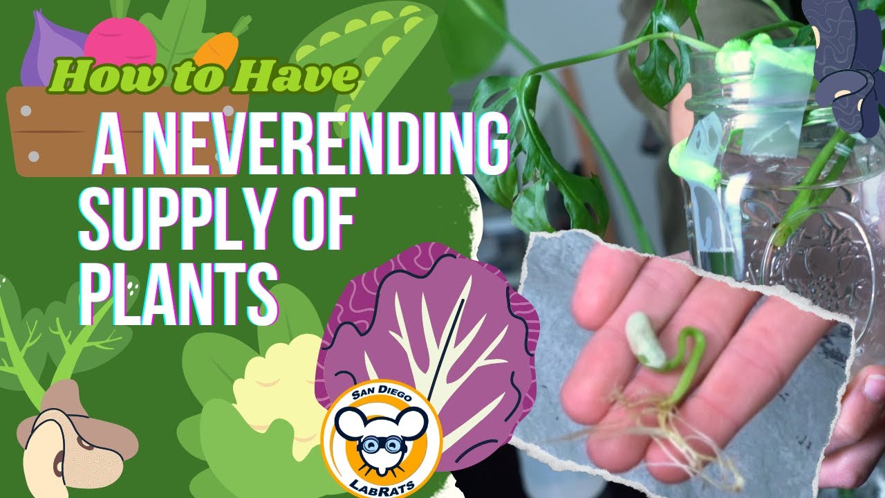 Springtime Science - Methods of Growing Plants! - YouTube