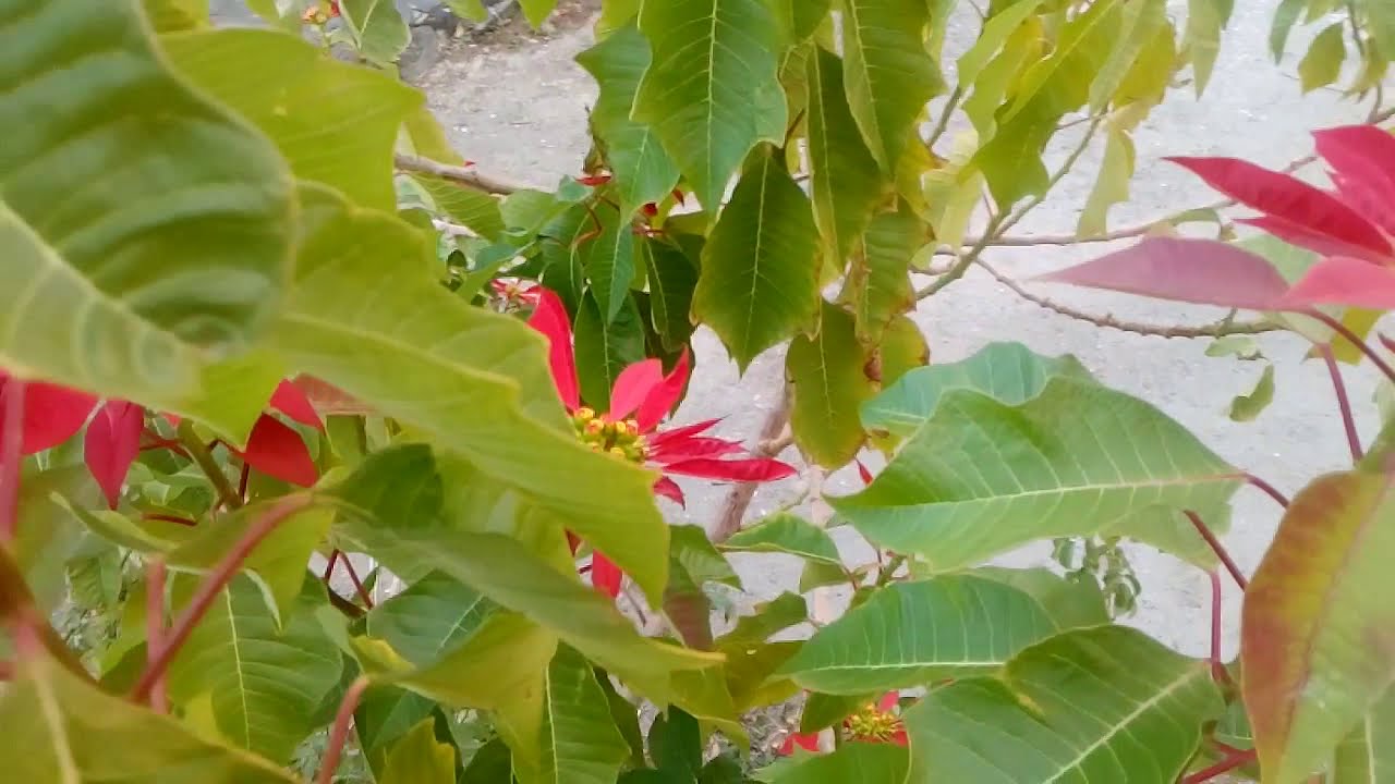 flor de inca - YouTube