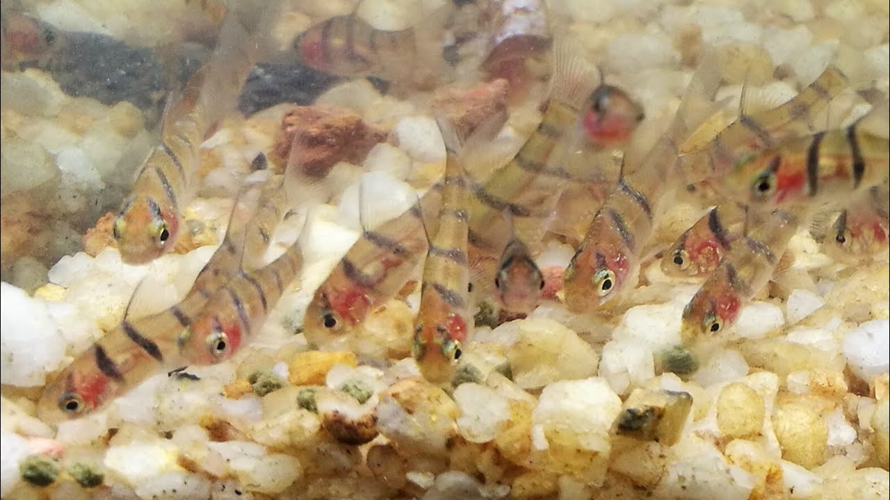 Kenali Ikan - Six Banded Barb (Desmopuntius hexazona) - YouTube