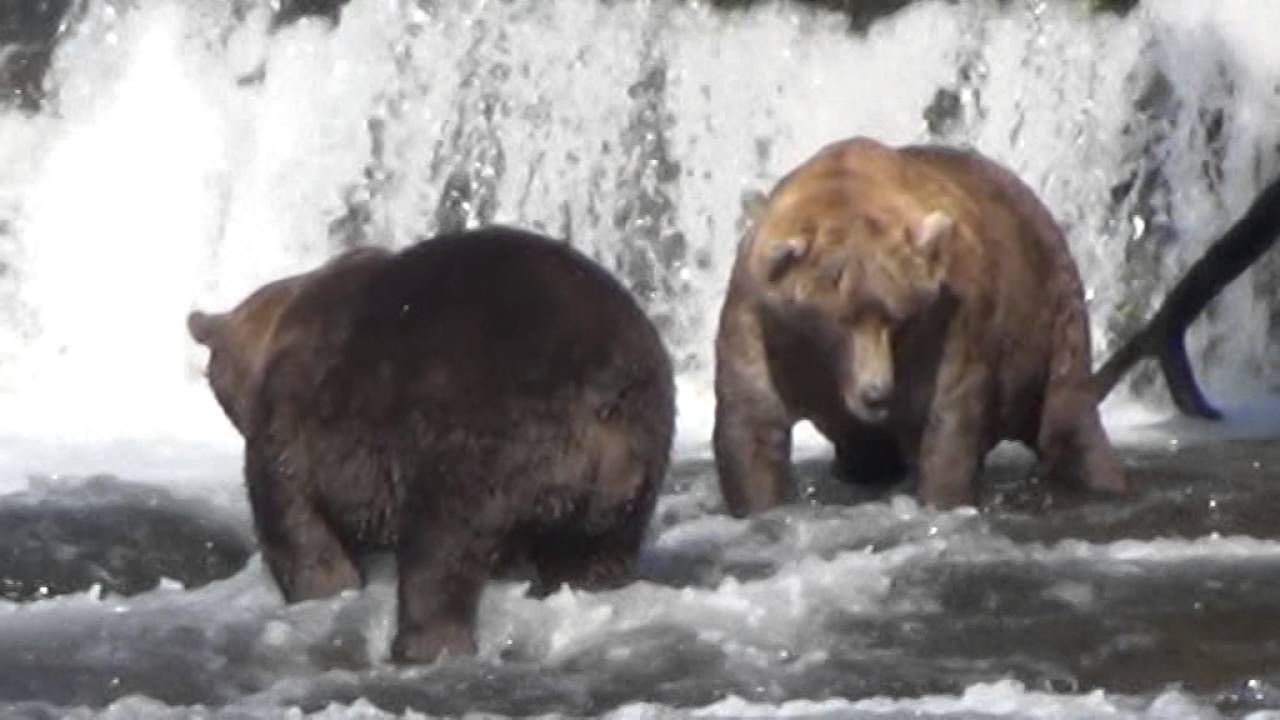 Brown Bear viewing at Brooks Falls Alaska USA (Part 3) - YouTube